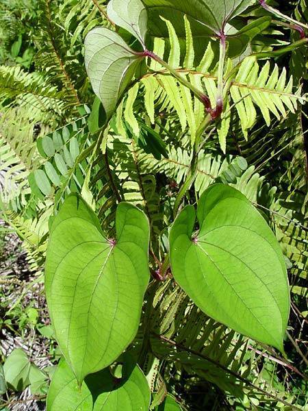 ak'il-makal (Vines and Climbing plants of Puerto Rico and the Virgin ...