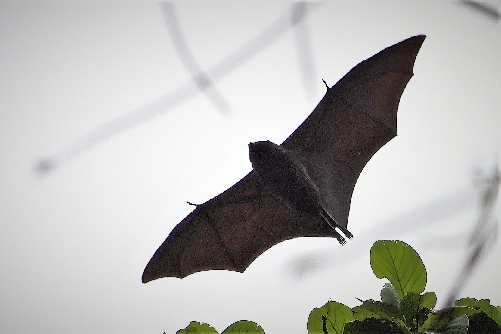 Pteropus livingstonii Gray, 1866