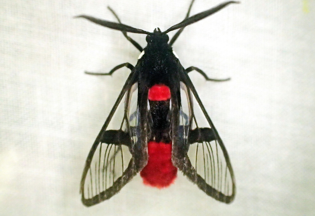 Aethria haemorrhoidalis (Mariposas da Tribo Arctiini ocorrentes no ...