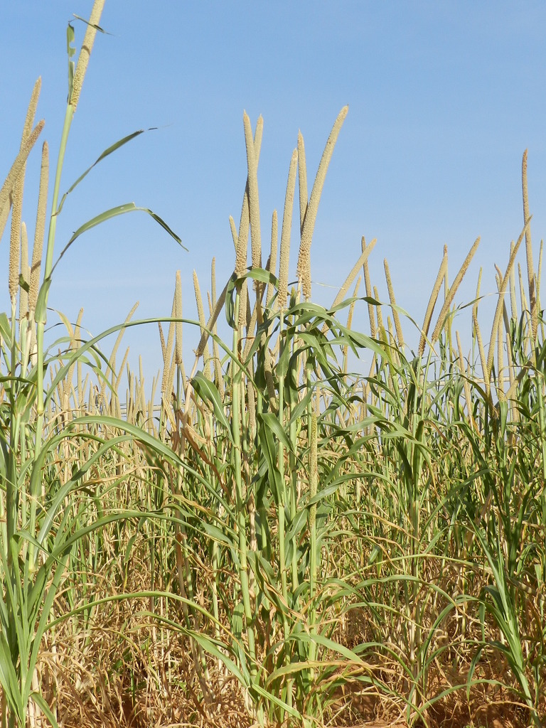 Pearl millet (Trees of Zambia ) · iNaturalist