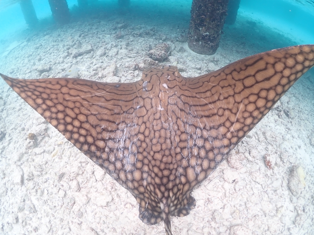 Ornate Eagle Ray (Aetomylaeus vespertilio) - Marine Life Identification