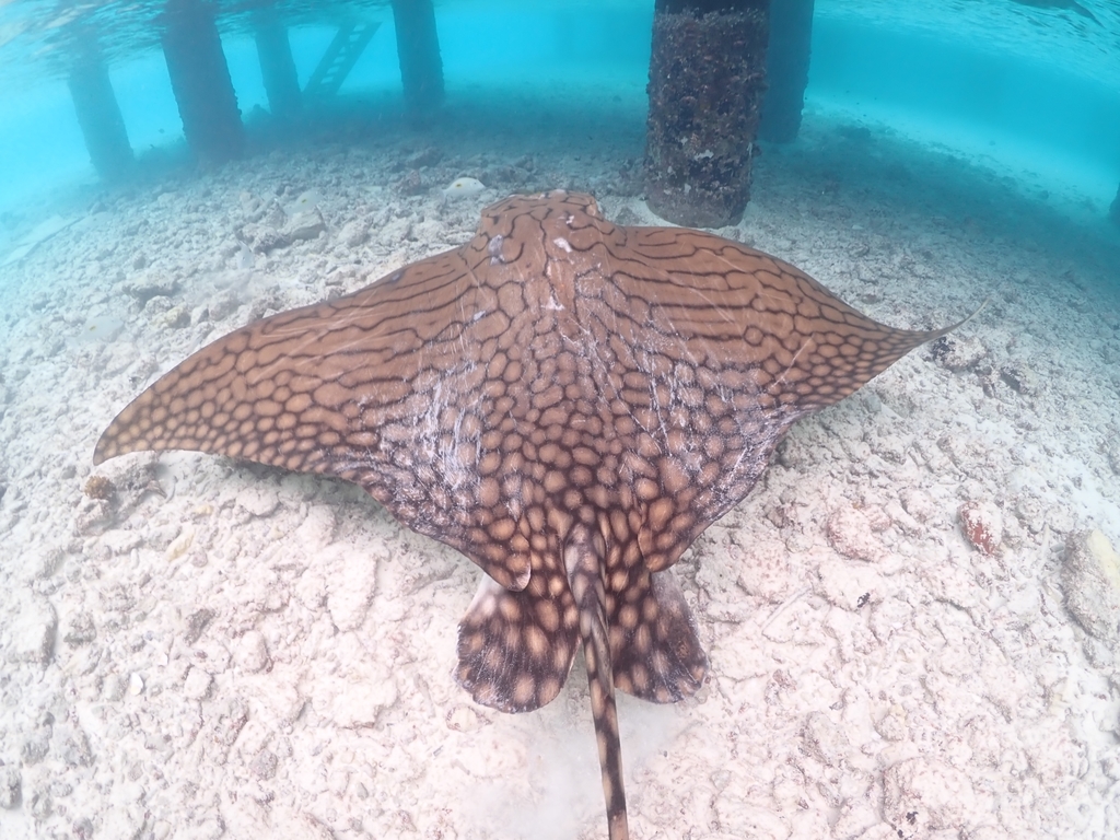 Ornate Eagle Ray (Aetomylaeus vespertilio) - Marine Life Identification