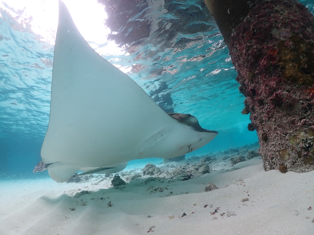 Ornate Eagle Ray (Aetomylaeus vespertilio) - Marine Life Identification