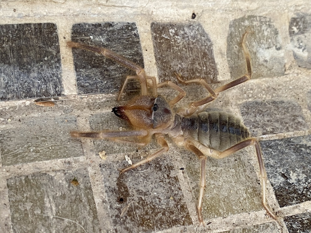 Scorpion-Spiders in May 2020 by sanyamgandhi · iNaturalist