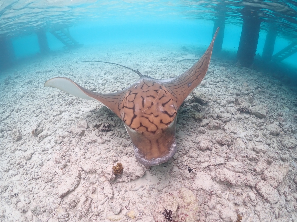 Ornate Eagle Ray (Aetomylaeus vespertilio) - Marine Life Identification