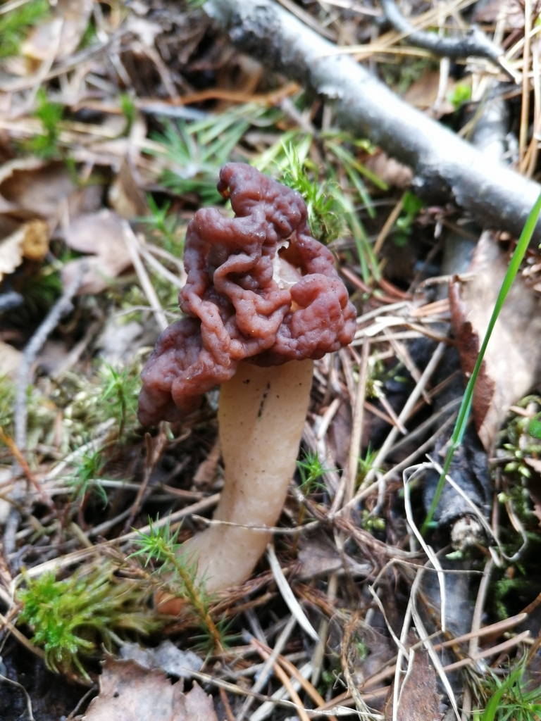 Gyromitra splendida (Gyromitra (False Morel) species of the USA ...