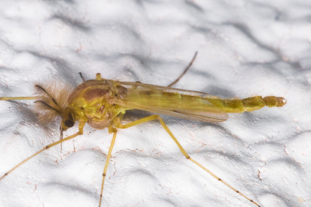 Chironomus (Diptera (flies) of the British Indian Ocean Territory ...