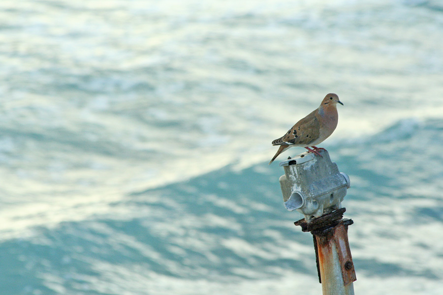 Zenaida Dove (Species of Necker Island, British Virgin Islands ...