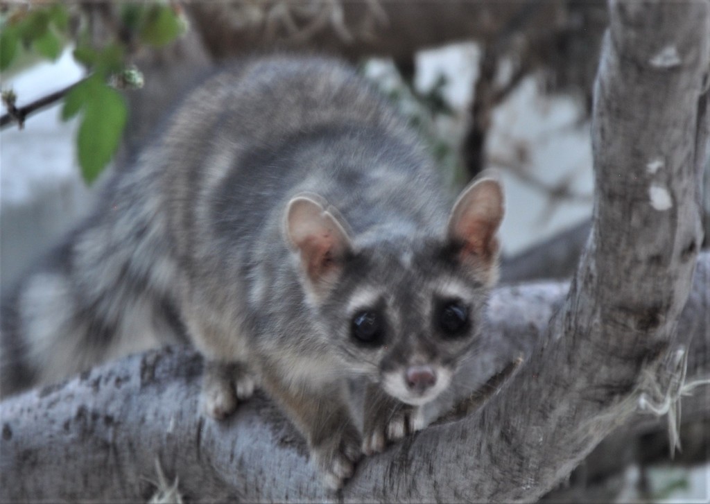 Ringtail from Fraccionamiento Vista Real, Corregidora, Qro., México on ...