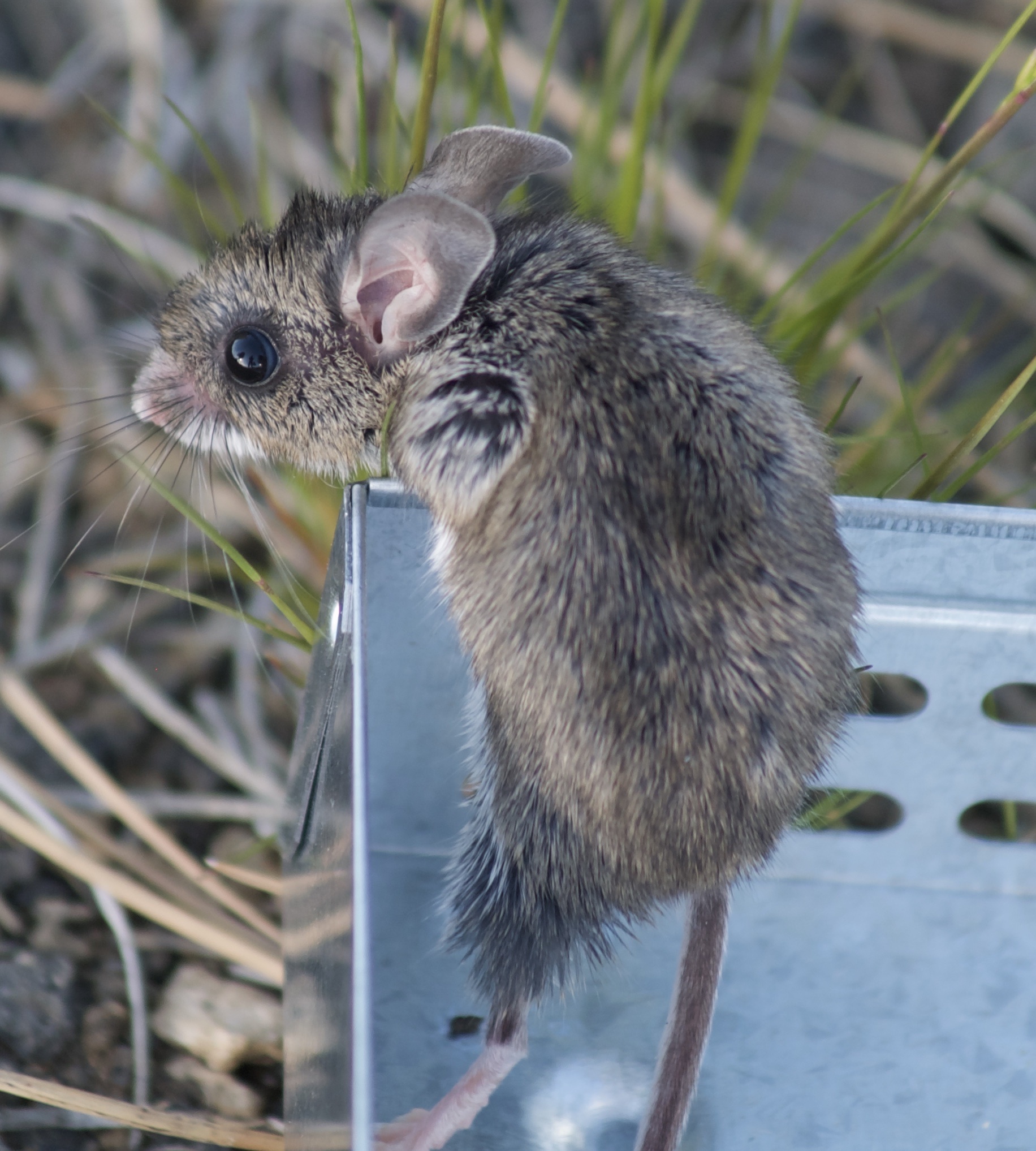 Peromyscus truei (Shufeldt, 1885)