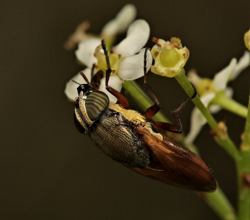 Rhinia nigricornus · iNaturalist