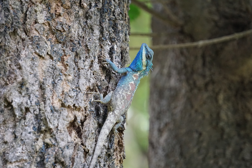 Siamese Blue Crested Lizard in May 2019 by asesame. Seen climbing a ...