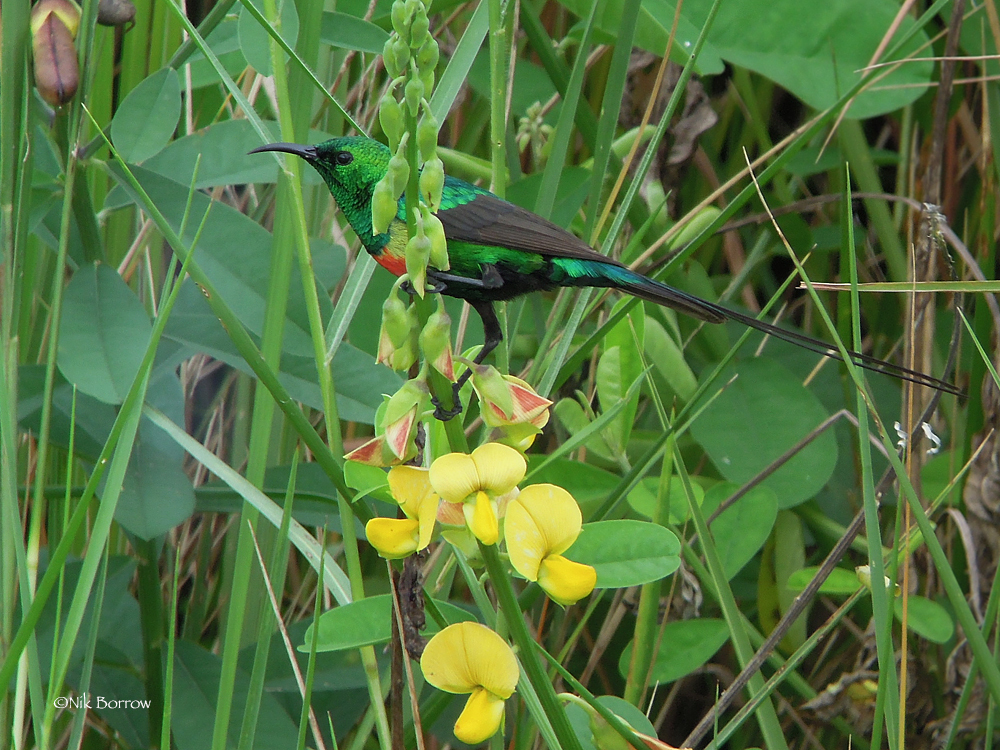 (Cinnyris pulchellus pulchellus) - Avian Discovery