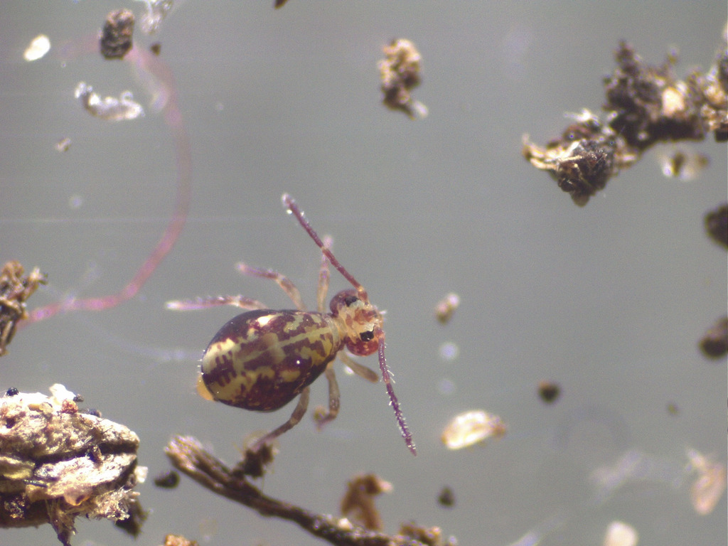 Dicyrtomina saundersi from Edinburgh, UK on February 20, 2020 at 05:43 ...