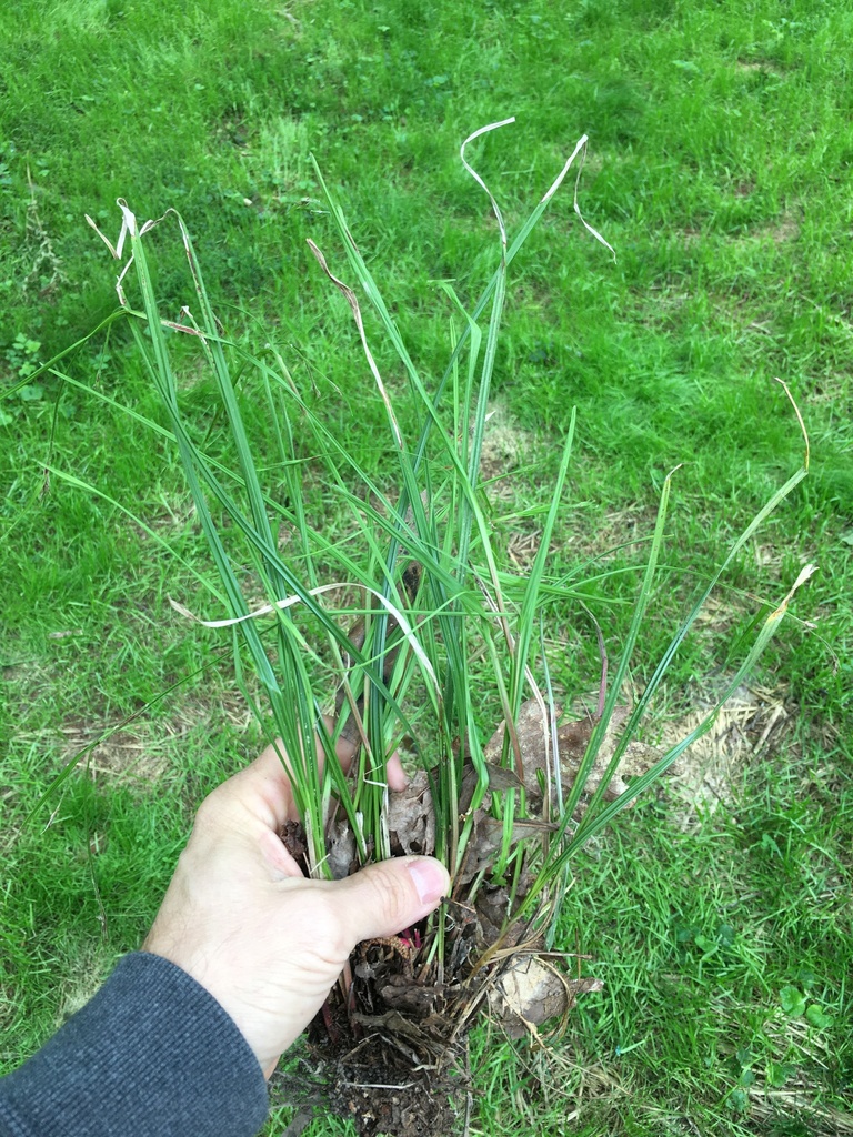 Littlehead Nutrush in May 2020 by Joey Shaw · iNaturalist