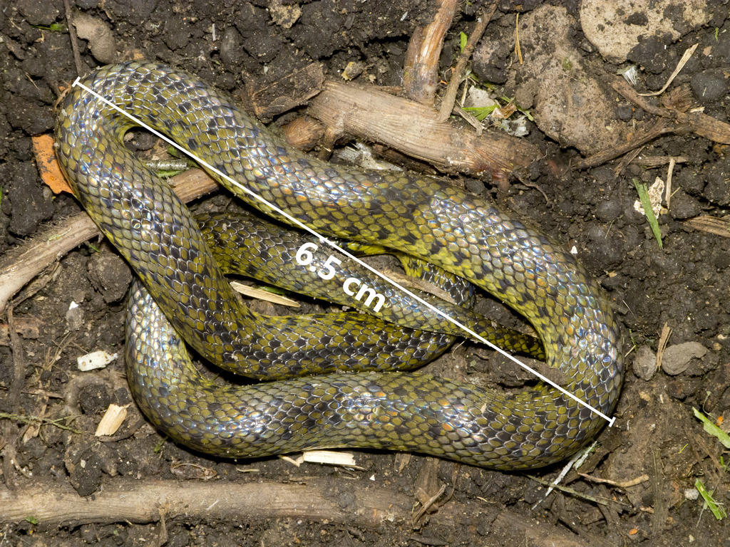 Atractus crassicaudatus (Serpientes de Colombia) · iNaturalist