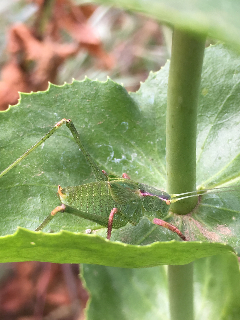 California Chaparral Katydid from Topanga State Park, Topanga, CA, US ...
