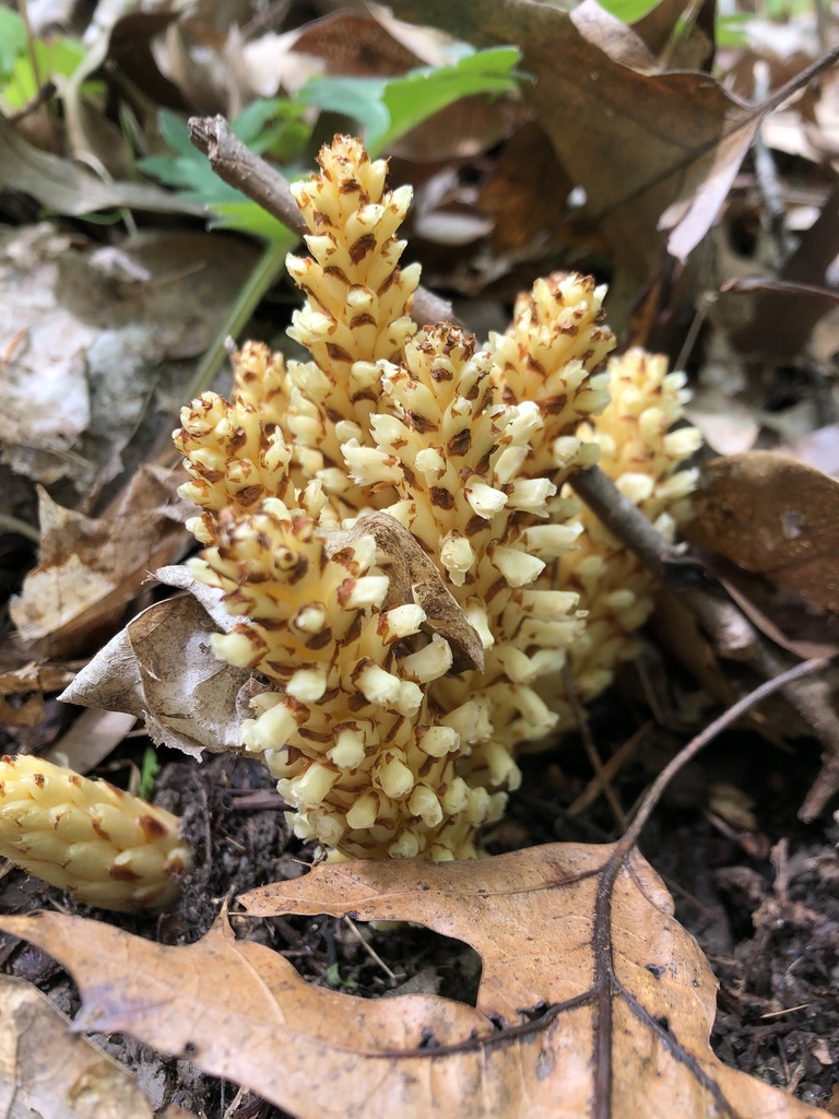 American cancer-root from Caesar Creek State Park, Waynesville, OH, US ...
