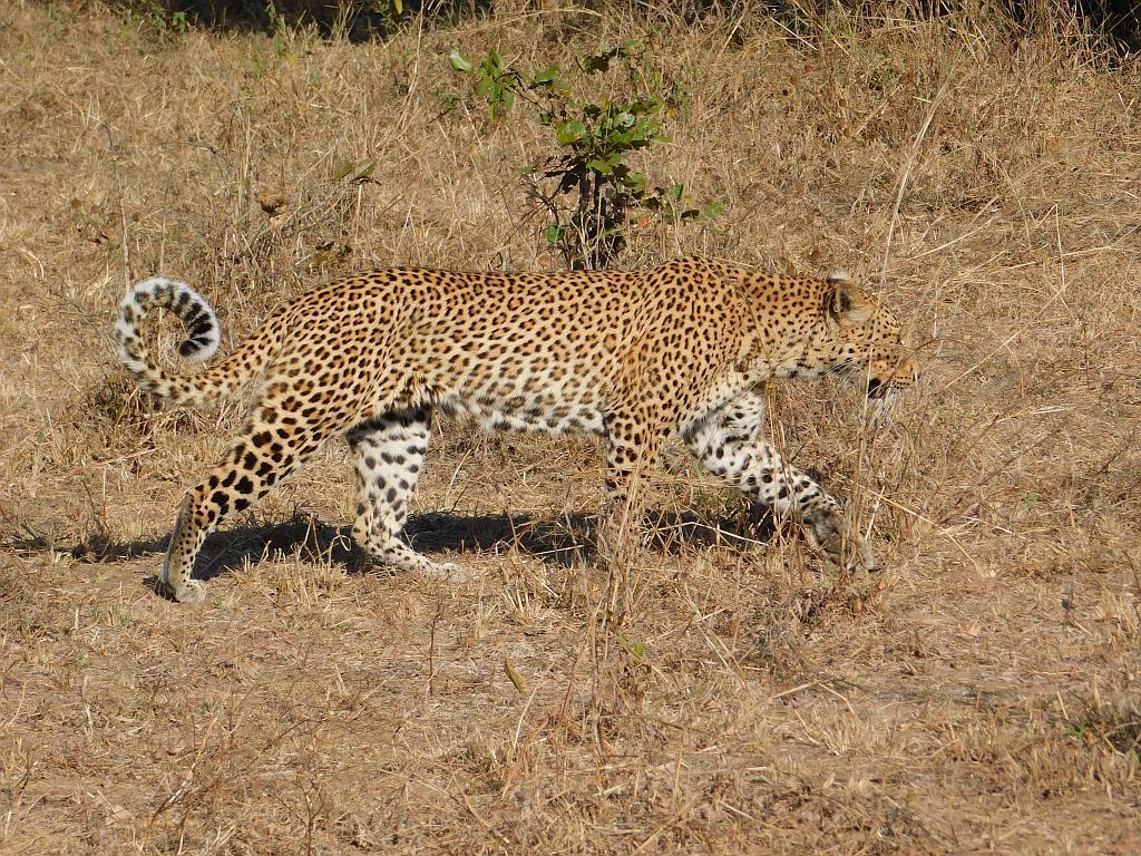African Leopard in July 2017 by Klaus Wehrlin. 2017 07 14 South Luangwa ...