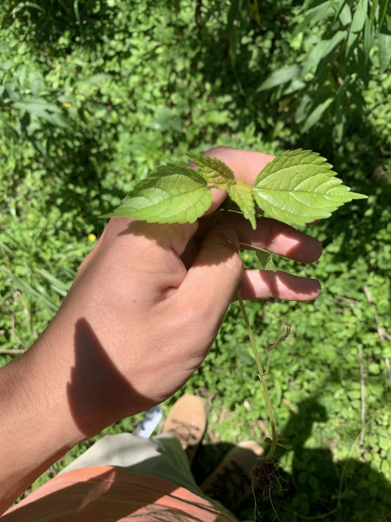 false nettle from Terry, MS, US on May 12, 2020 at 12:25 PM by Nate ...