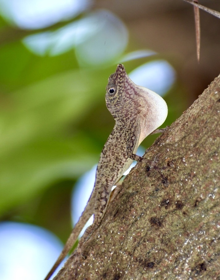 Guantanamo Anole (Herps of Eastern Cuba) · iNaturalist