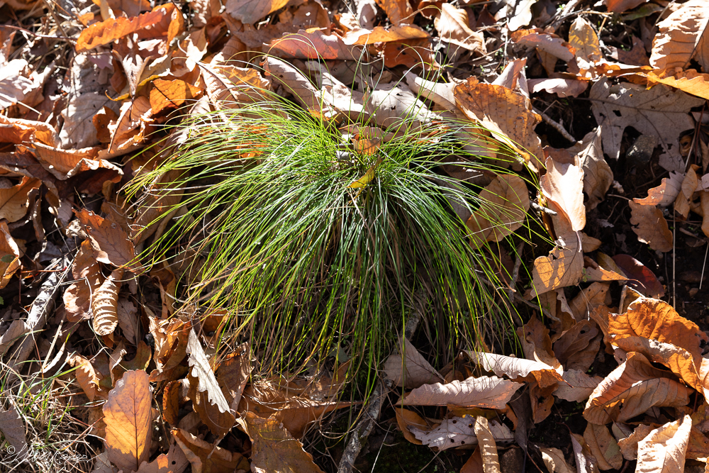 longleaf pine from Kennesaw Mountain National Battlefield Park, Cobb ...