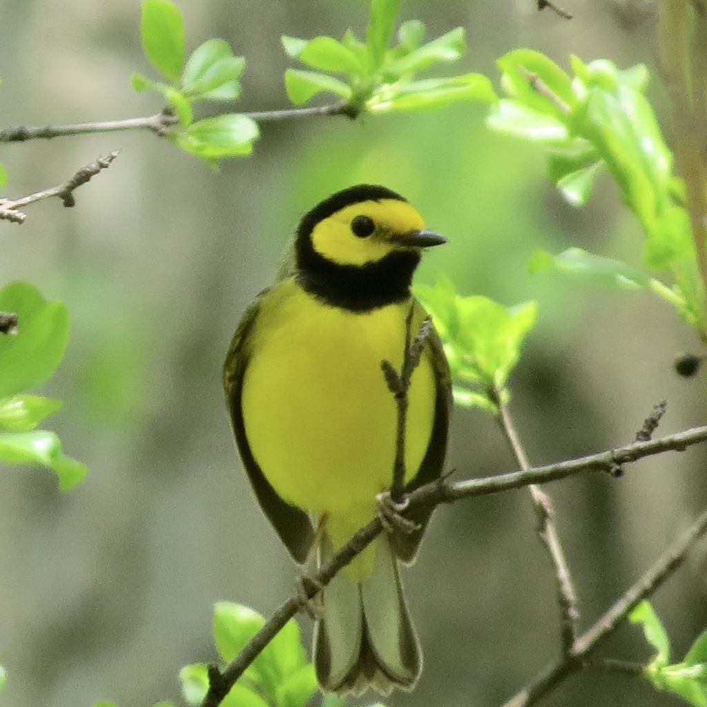Hooded Warbler from LaBagh Woods, North Park, Chicago, Cook County, IL ...