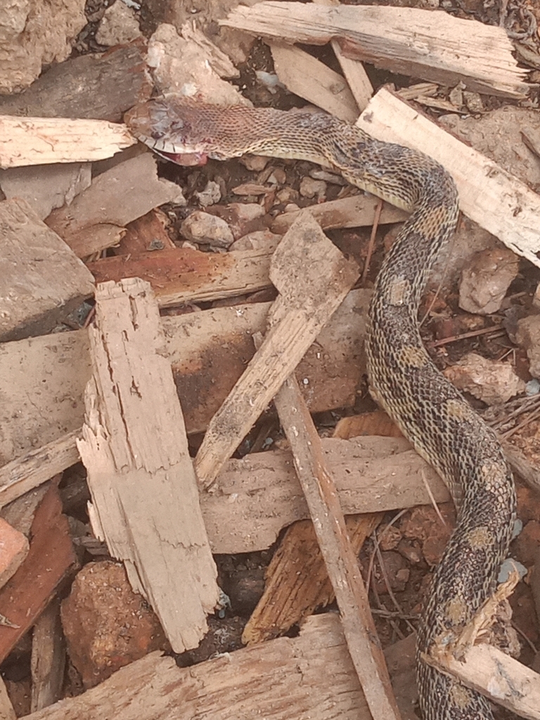 Mexican Bull Snake from Carbonero Jacales on May 12, 2020 at 03:33 PM ...