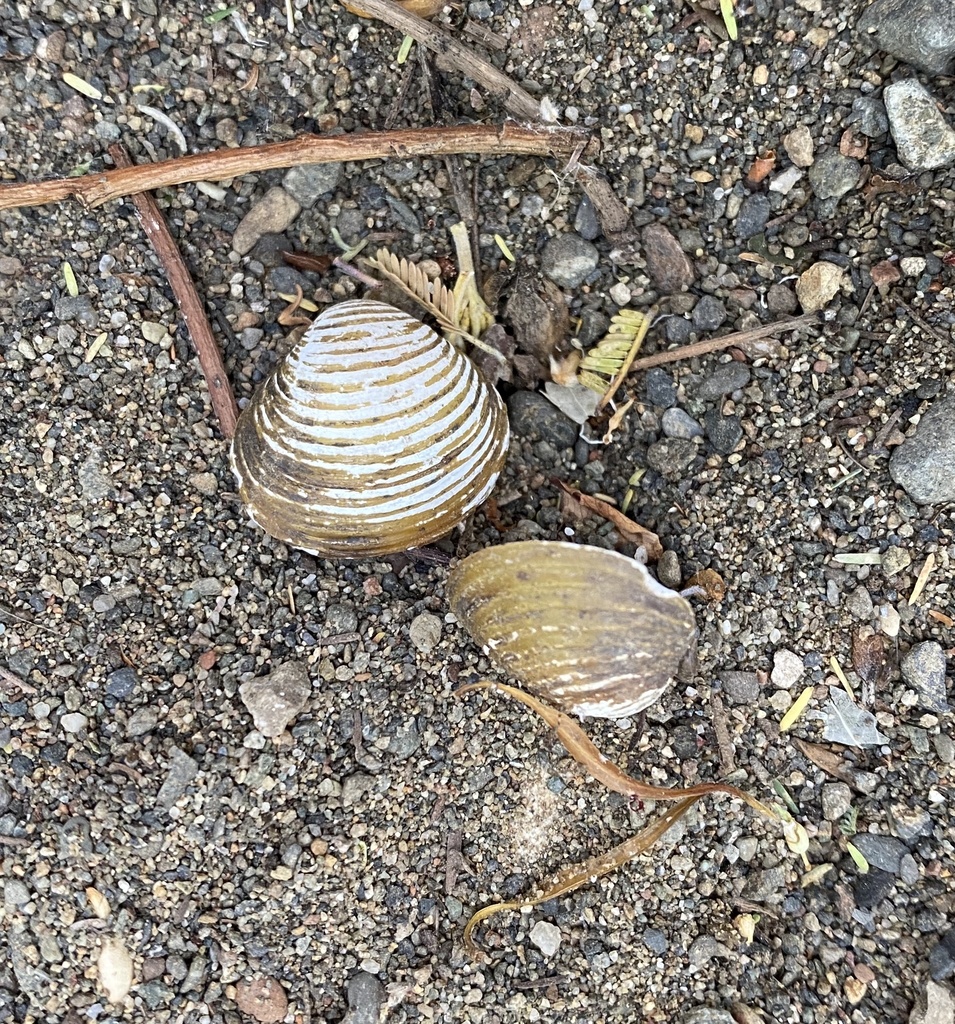 Asian Clam from Vasona Lake County Park, Los Gatos, CA, US on May 12 ...