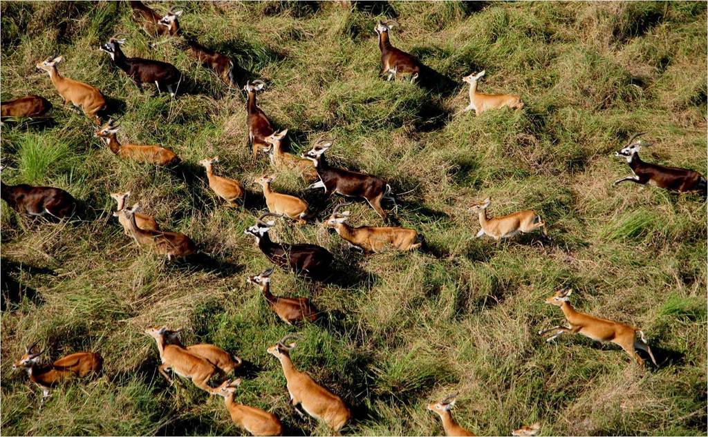 White-eared Kob (Kobus kob leucotis) - Know Your Mammals