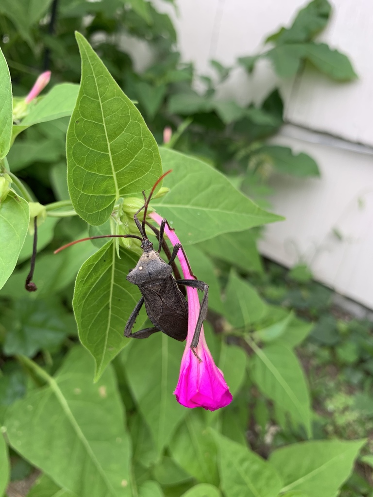 Giant leaf-footed bug from Kinglet St, Houston, TX, US on May 12, 2020 ...