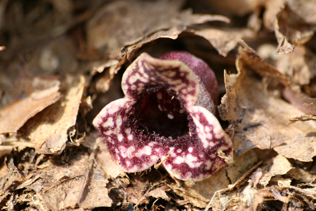 Virginia heartleaf (Flora and Fauna of North Carolina) · iNaturalist