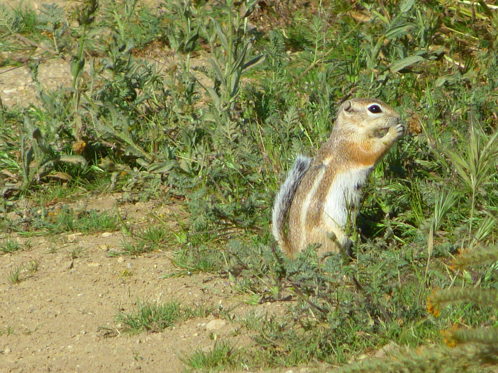 Nelson's Antelope Squirrel (Ammospermophilus nelsoni) - Know Your Mammals