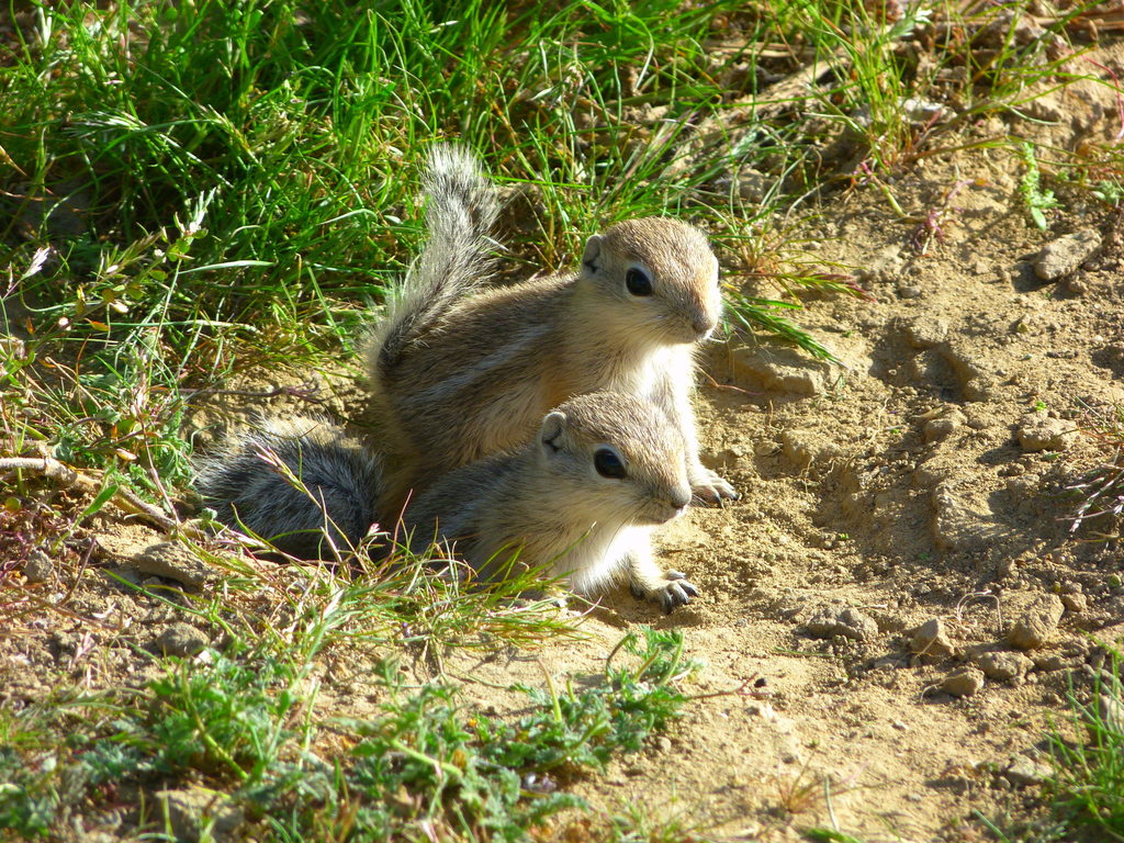 Nelson's Antelope Squirrel (Ammospermophilus nelsoni) - Know Your Mammals