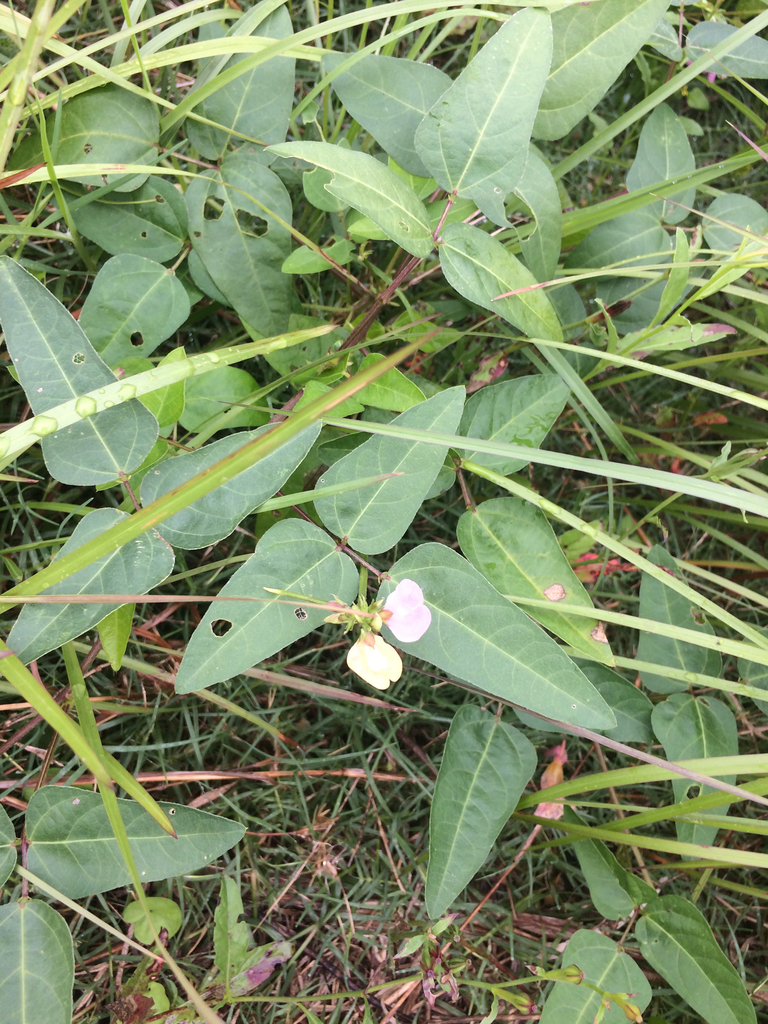 perennial wooly bean from Sabine Park, Houston, TX, US on April 18 ...