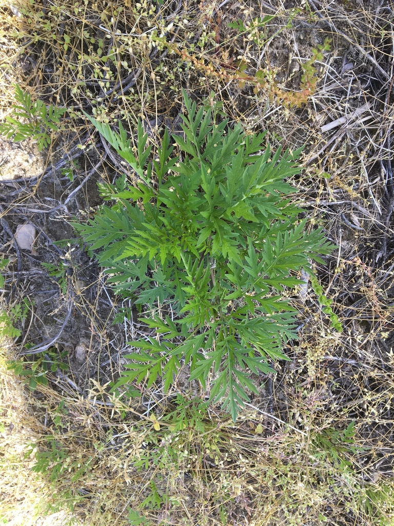 common ragweed from Berrymans Corner Rd, Elberon, VA, US on May 12 ...