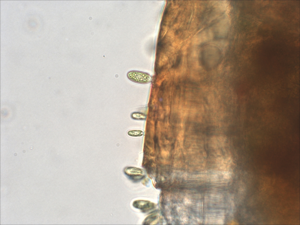 Colacium vesiculosum (Protozoans Of the Outer Lands) · iNaturalist