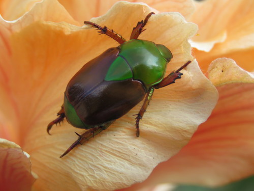 Scarabée vert et marron (Calomacraspis haroldi)
