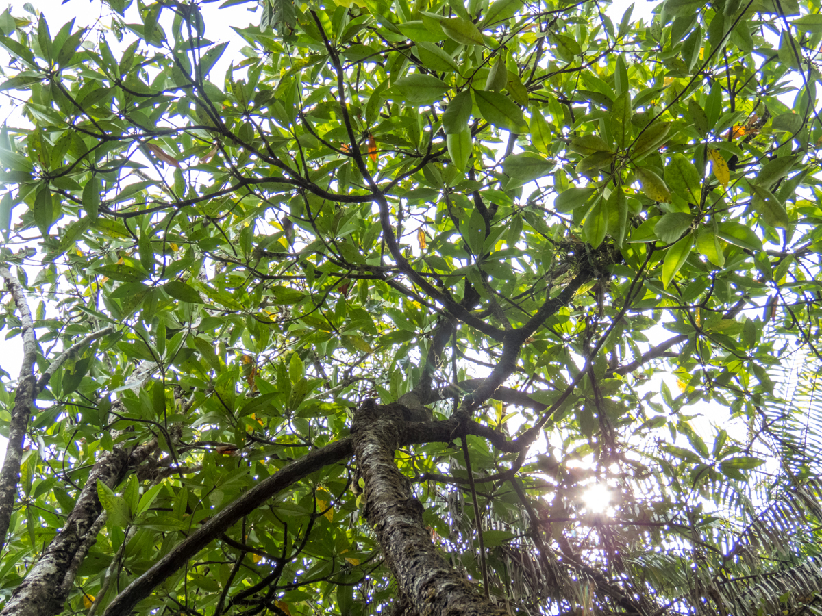 Rhizophora apiculata Blume