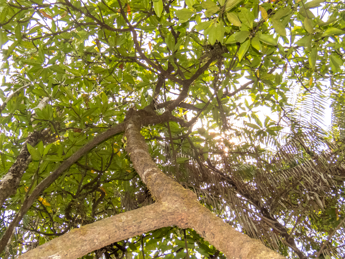 Rhizophora apiculata Blume