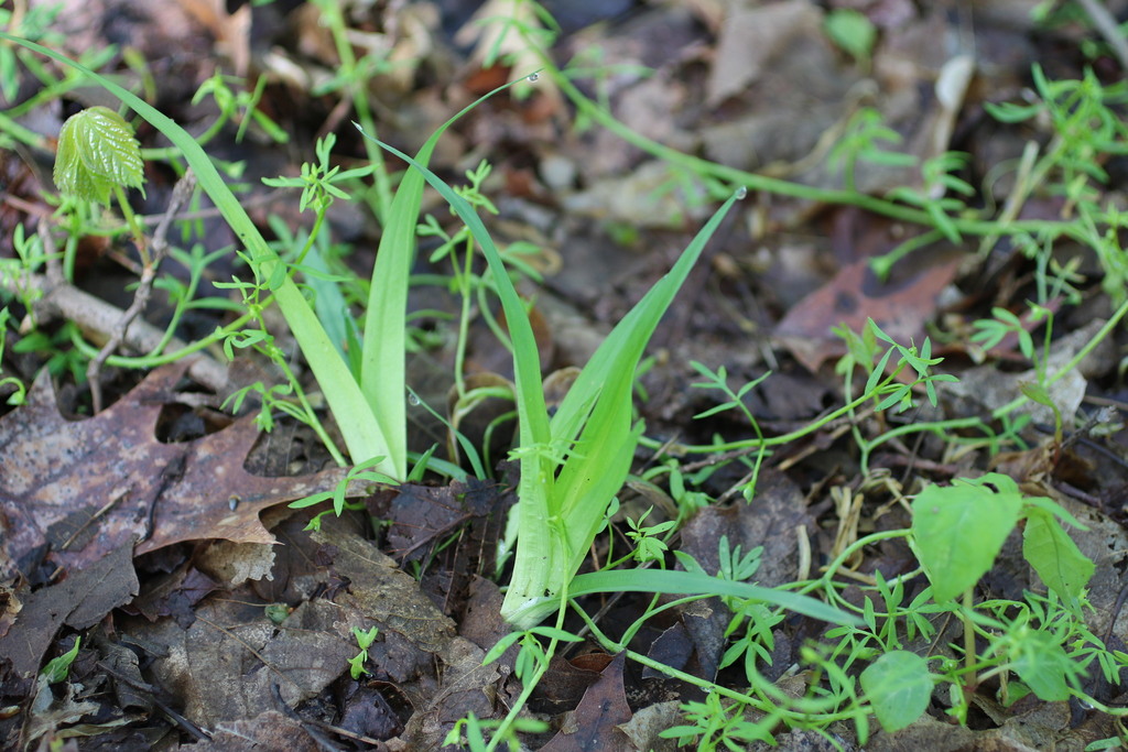 White Bear Sedge from Dupage County, IL, USA on May 11, 2020 at 08:52 ...