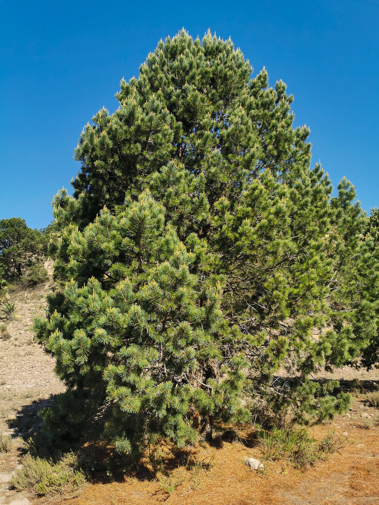Mexican pinyon from Mexquitic de Carmona, S.L.P., México on May 10 ...