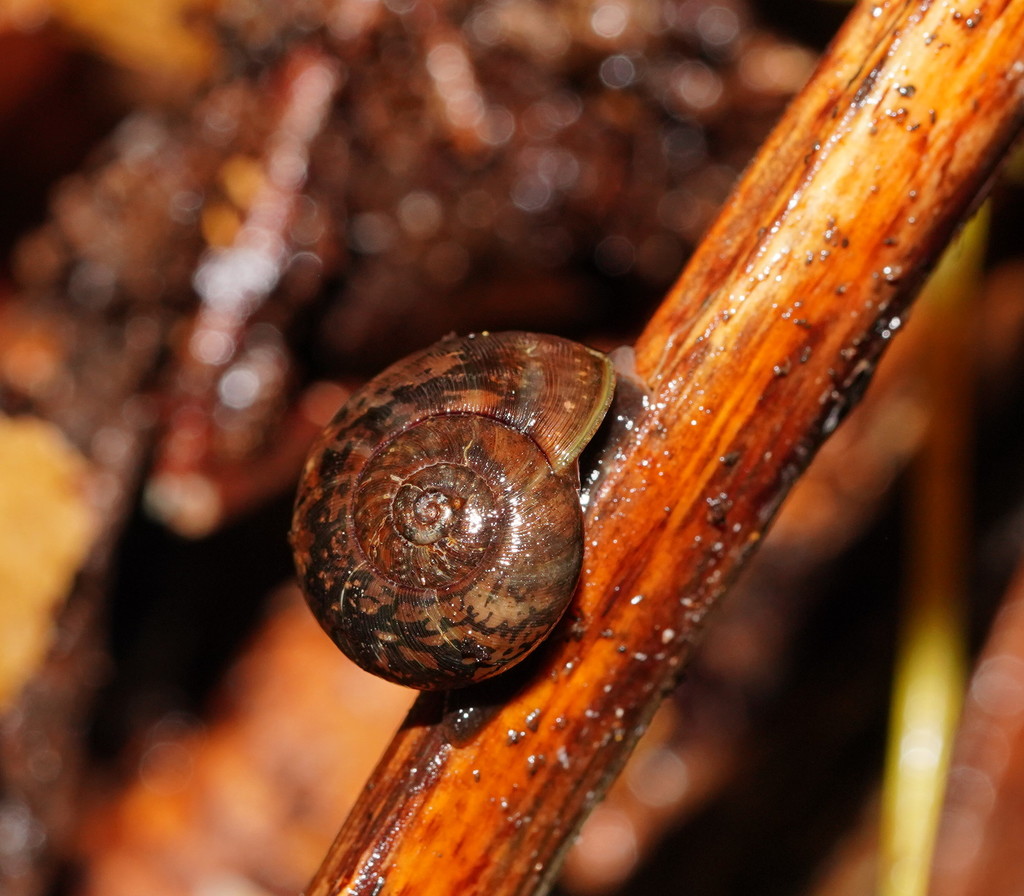 Koscuiszko Carnivorous Snail from Acheron Way, Warburton VIC 3799 ...