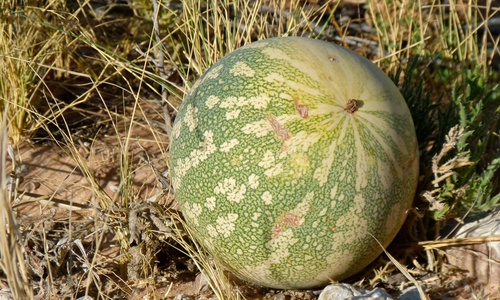 Citrulus lanatus (Vines and Climbing plants of Puerto Rico and the ...
