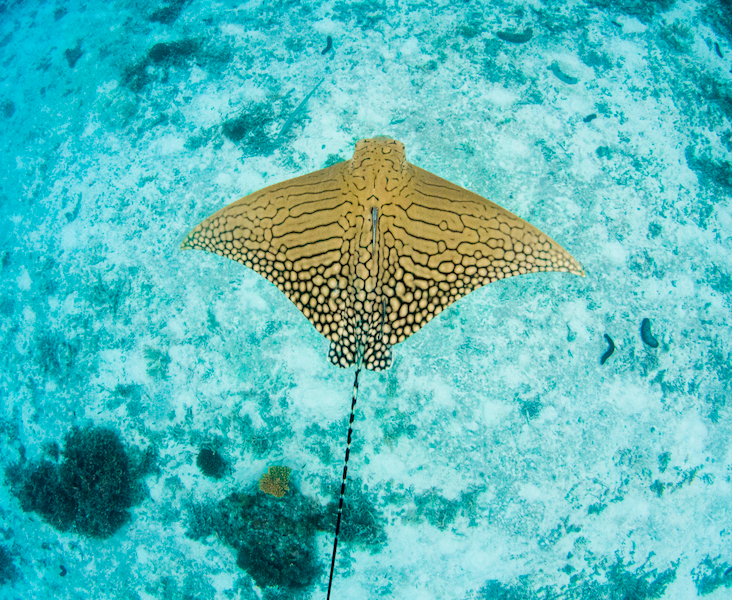 Ornate Eagle Ray (Batoids of the World) · iNaturalist