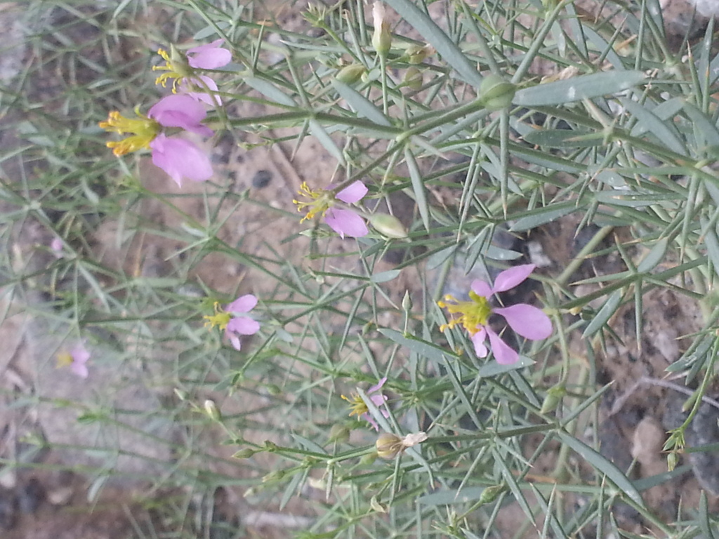 Fagonia indica (Flora of the Arabian Peninsula ) · iNaturalist