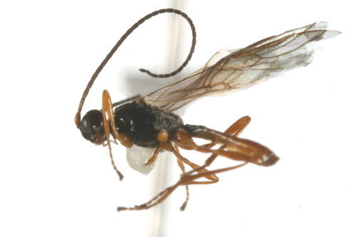 Genus Chorebus · iNaturalist