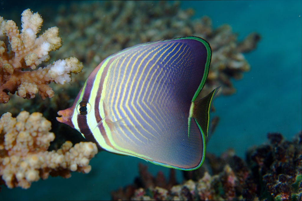 Eastern Triangle Butterflyfish (Chaetodon baronessa) - Marine Life ...