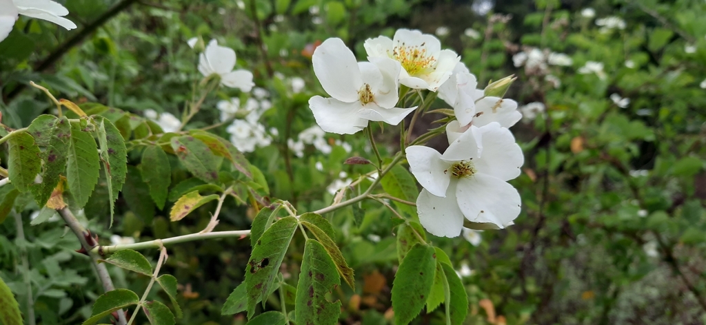 Himalayan Musk Rose (Flora of Chandragiri) · iNaturalist