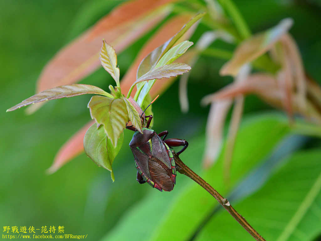 Eurostus validus from 台灣新北市 on July 29, 2019 at 11:25 AM by Kinmatsu ...